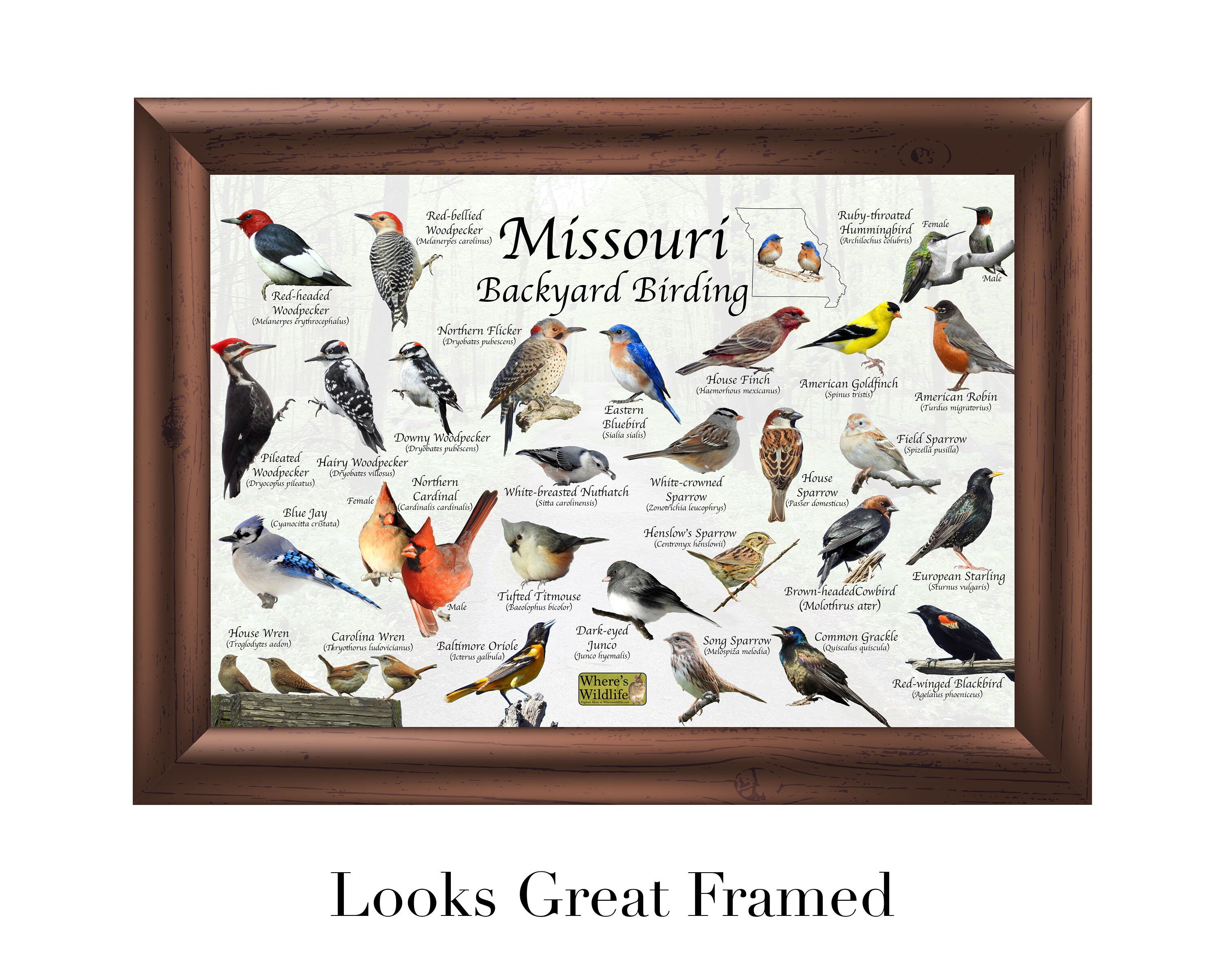Birds of Missouri Backyard Birding Identification Picture Print / Great ...