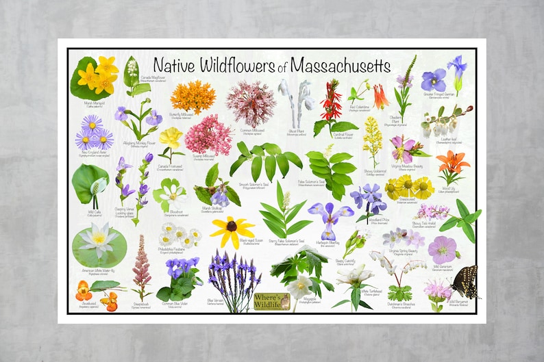 Native Wildflowers of Massachusetts Flower Identification Poster ...