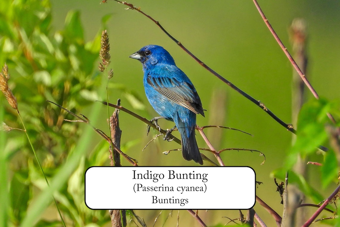 Common Birds of the Midwest Nature Collage Poster / Contains - Etsy