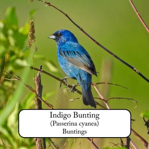 Common Birds of the Midwest Nature Collage Poster / Contains 136 ...