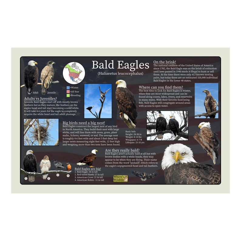 Bald Eagles Educational Nature Poster Providing Fun Facts and Pictures ...