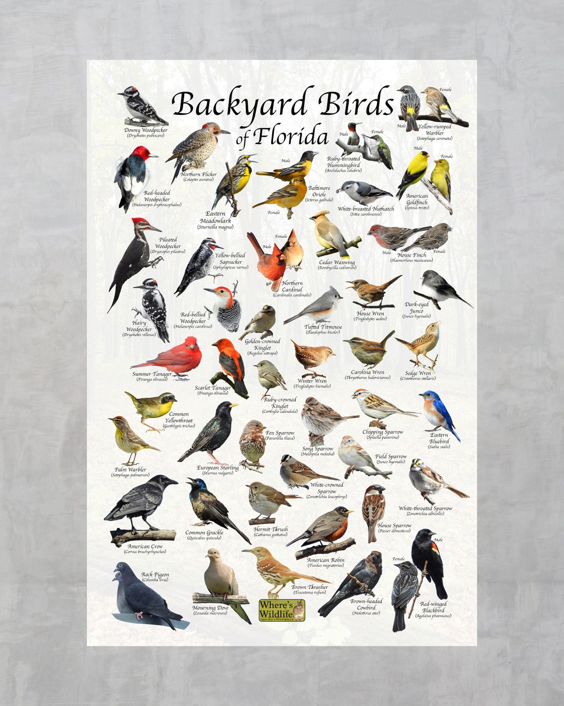 Backyard Birds of Florida Bird Identification Poster Print / Field ...