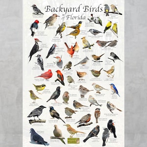 Backyard Birds of Florida Bird Identification Poster Print / Field ...