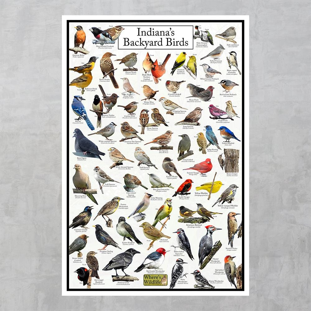 Indiana's Backyard Birds Poster - Indiana Bird Watching Chart ...