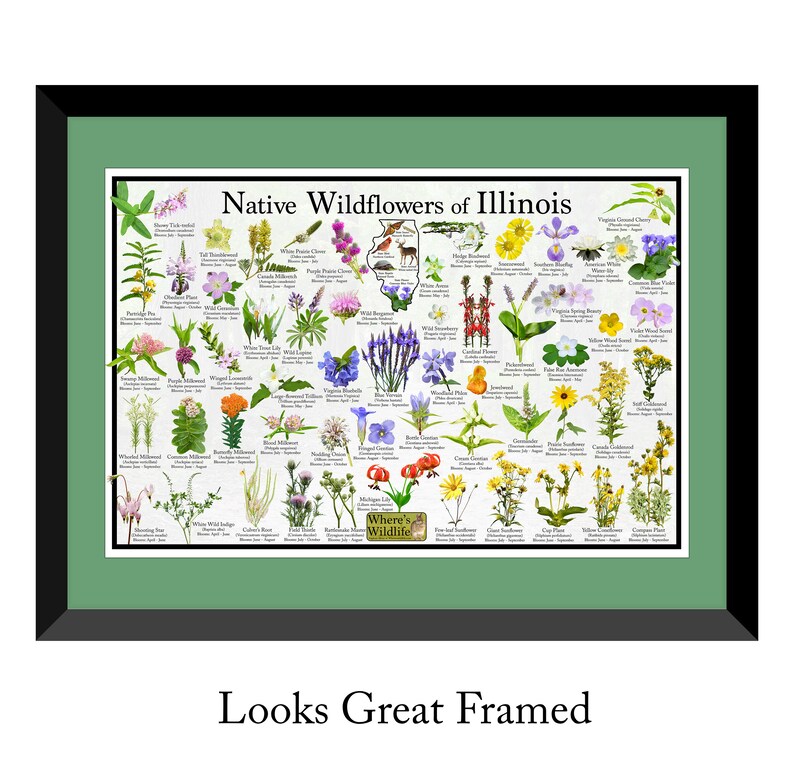 Native Wildflowers of Illinois Flower Identification Poster / - Etsy