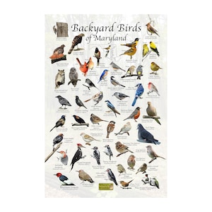 Backyard Birds of Maryland Bird Identification Poster / Bird Field ...