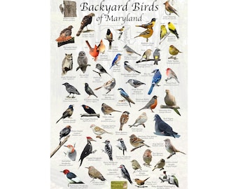 Backyard Birds of Pennsylvania Bird Identification Poster - Etsy