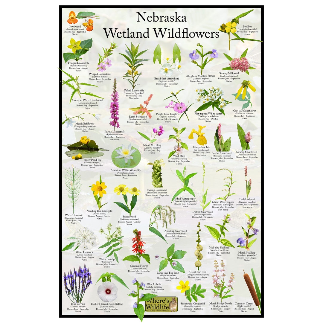 Nebraska Wetland Wildflower Poster / State Flower Guide Providing ...