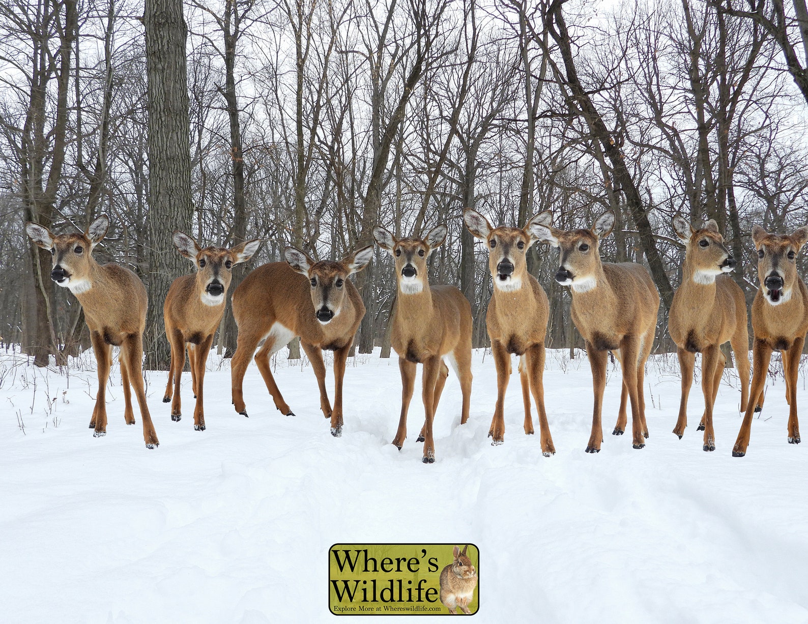White Tailed Deer Animal Clip Art set of 5 PNG Clipart With | Etsy