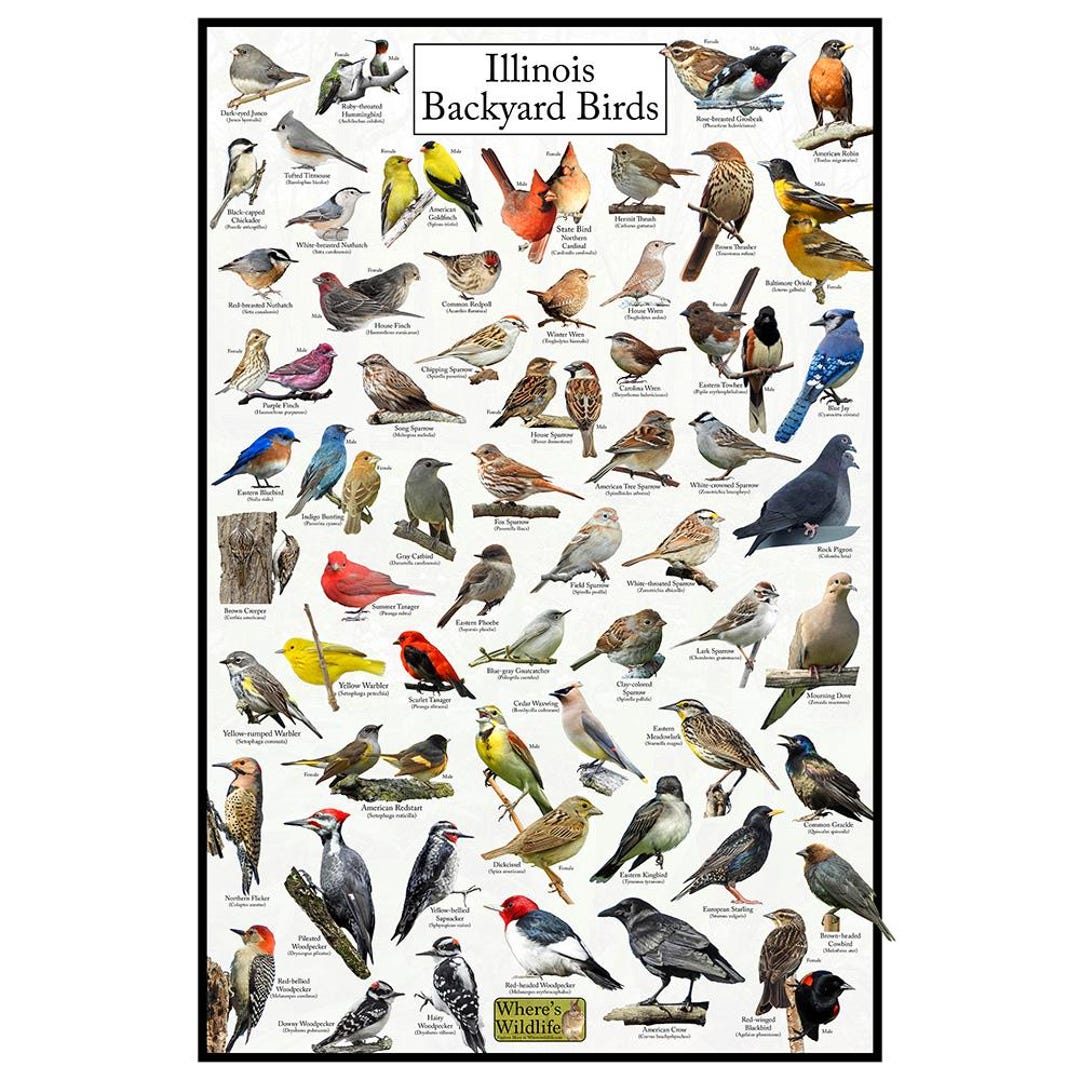 Illinois Backyard Birds Poster - Illinois Bird Watching Chart ...
