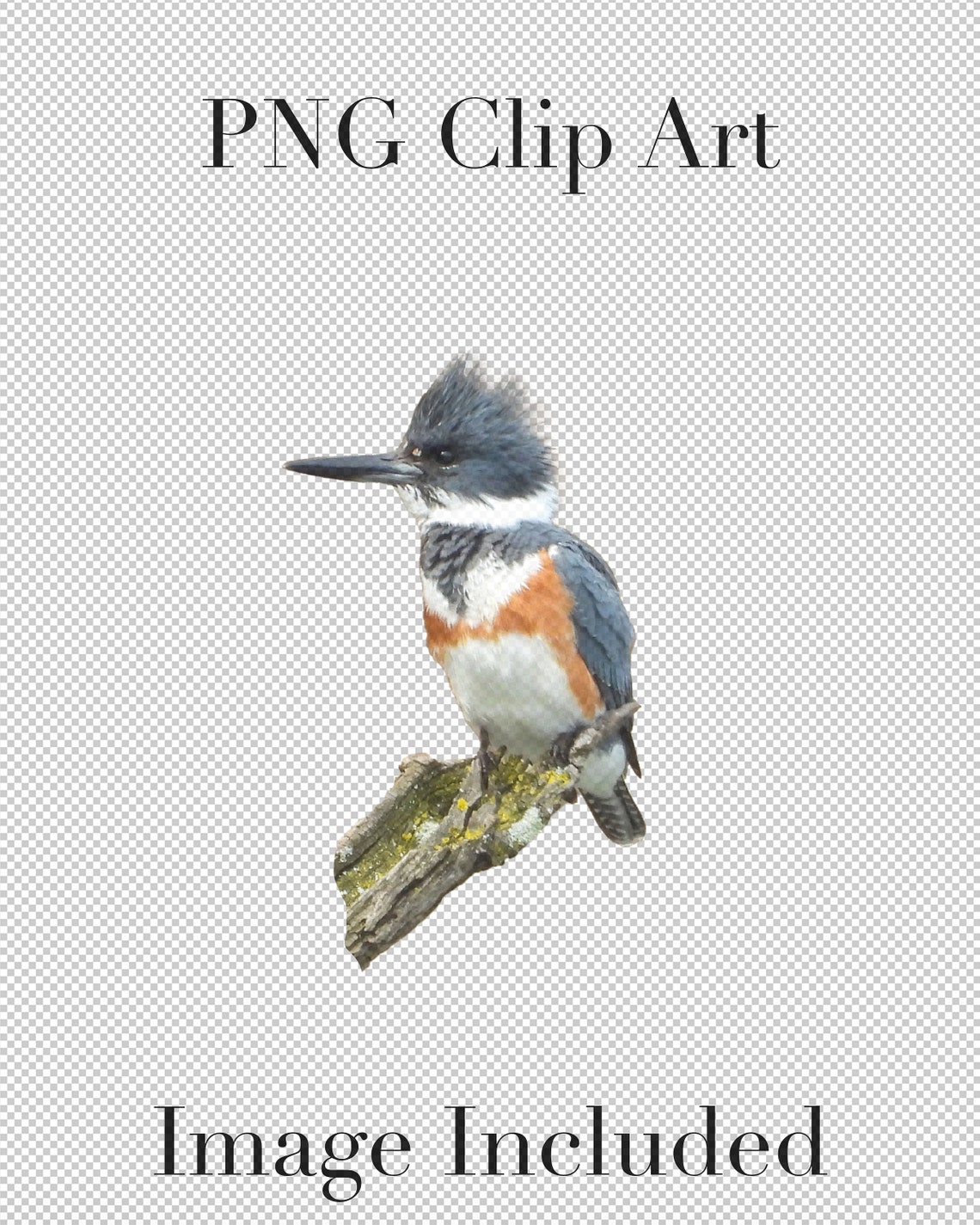Belted Kingfisher Bird Cutout Set of 5 PNG Clipart With Transparent ...