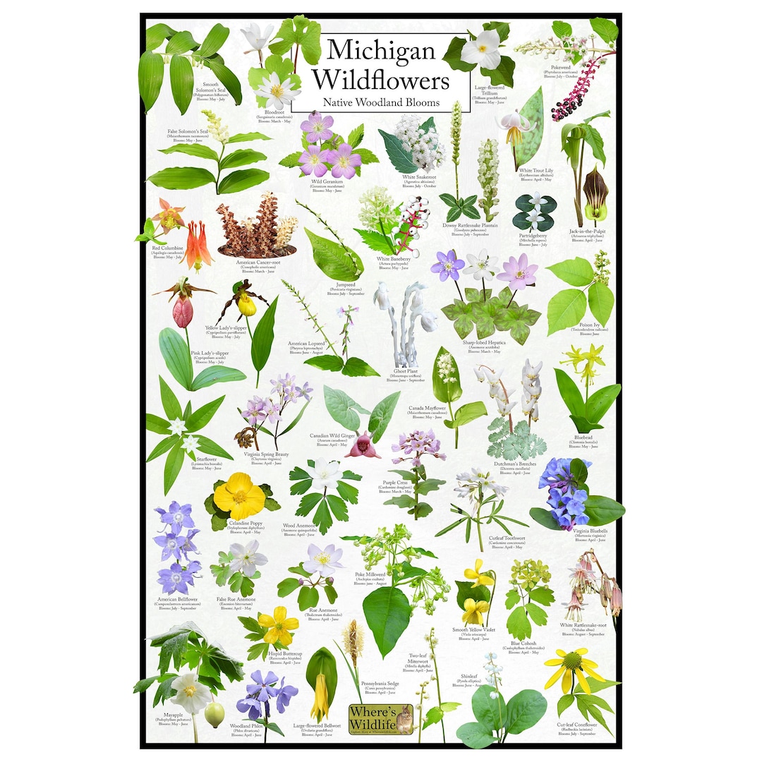 Michigan Wildflowers - Native Woodland Blooms Poster | Michigan ...