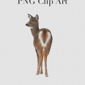White Tailed Deer Animal Clip Art (set of 5) PNG Clipart With ...