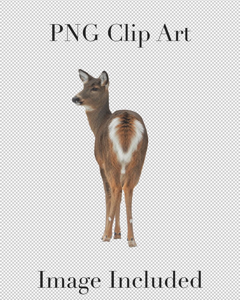 White Tailed Deer Animal Clip Art set of 5 PNG Clipart With - Etsy