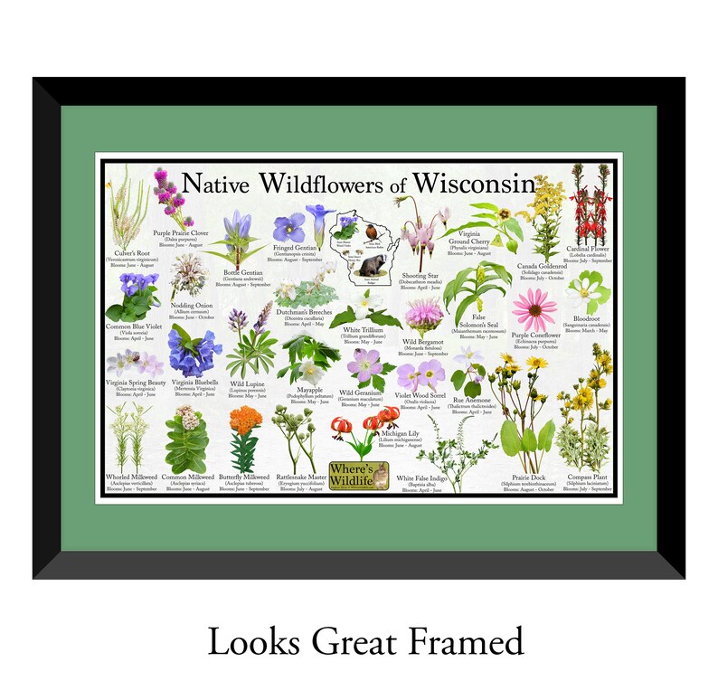Native Wildflowers of Wisconsin / State Flower Field Guide - Etsy