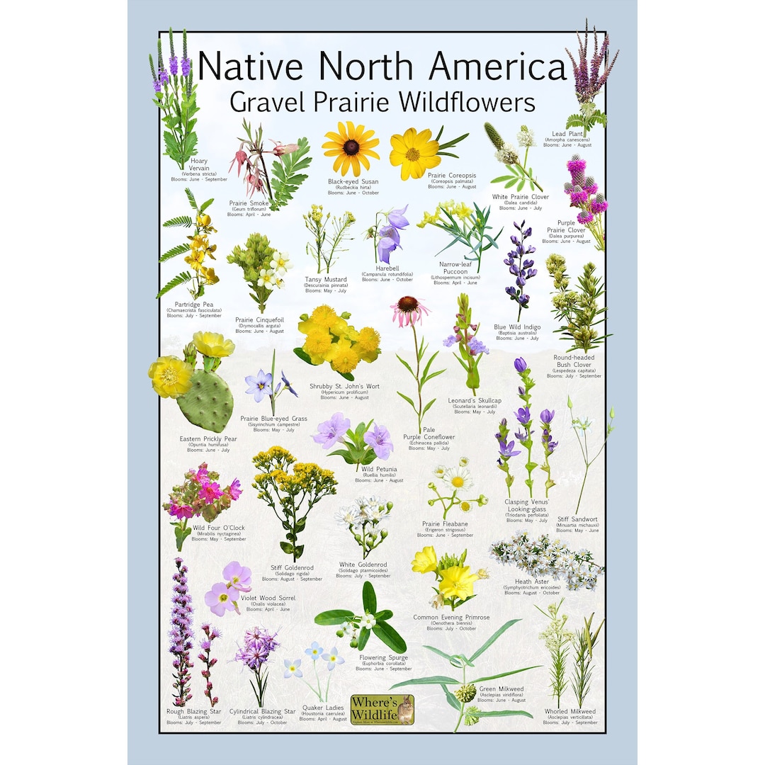Native North America Gravel Prairie Wildflowers Flower Identification ...