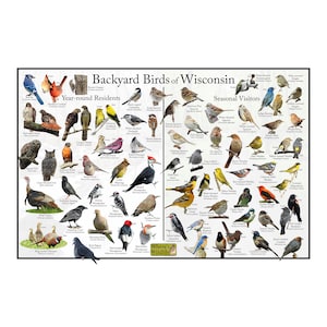 Backyard Birds of Wisconsin Bird Identification Poster Divided Into ...