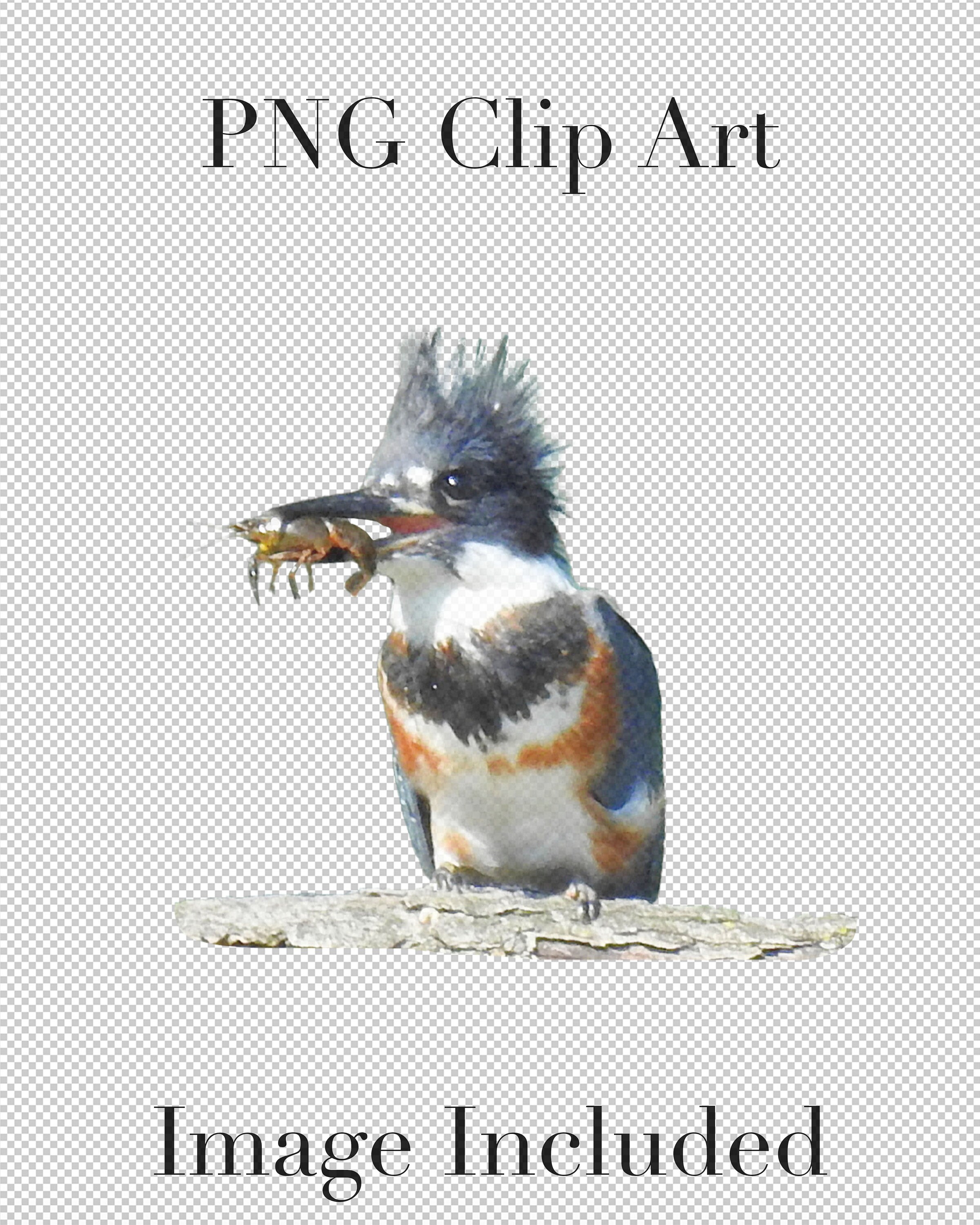 Belted Kingfisher Bird Cutout Set of 5 PNG Clipart With - Etsy