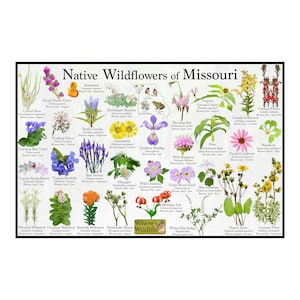 Native Wildflowers of Missouri / State Flower Field Guide Providing ...