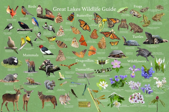 Great Lakes Wildlife Guide / Birds Mammals Butterflies - Etsy