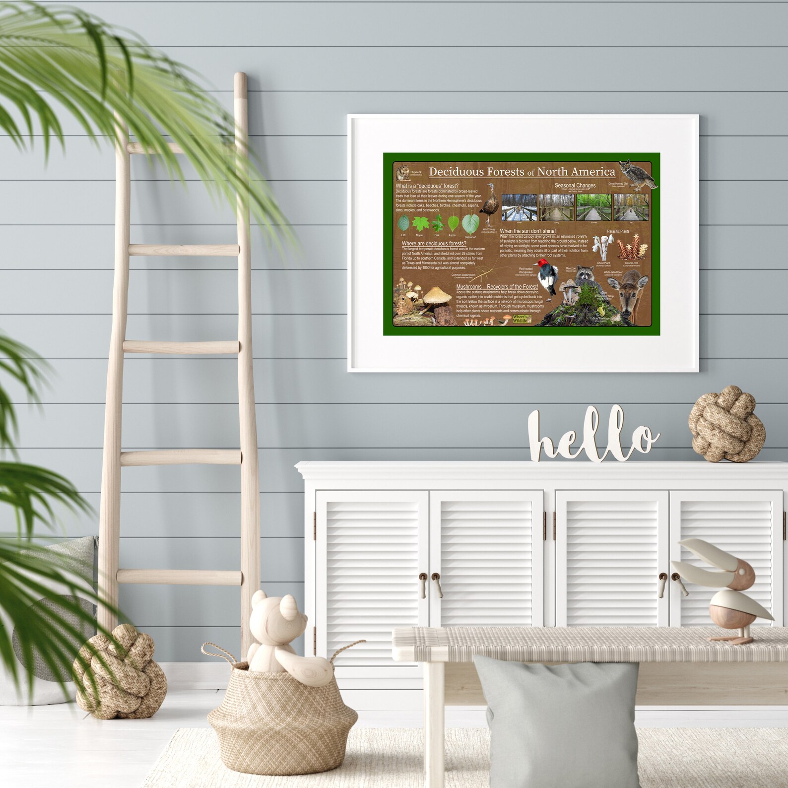 Deciduous Forests of North America Educational Nature Poster / Wildlife ...