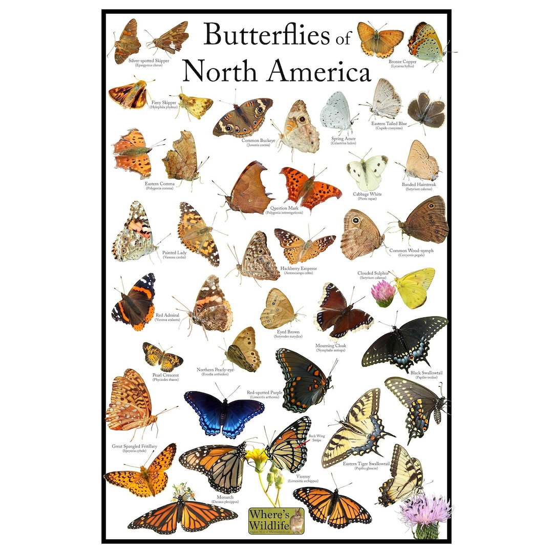 Common Butterflies of North America Poster Print / Butterfly Field ...