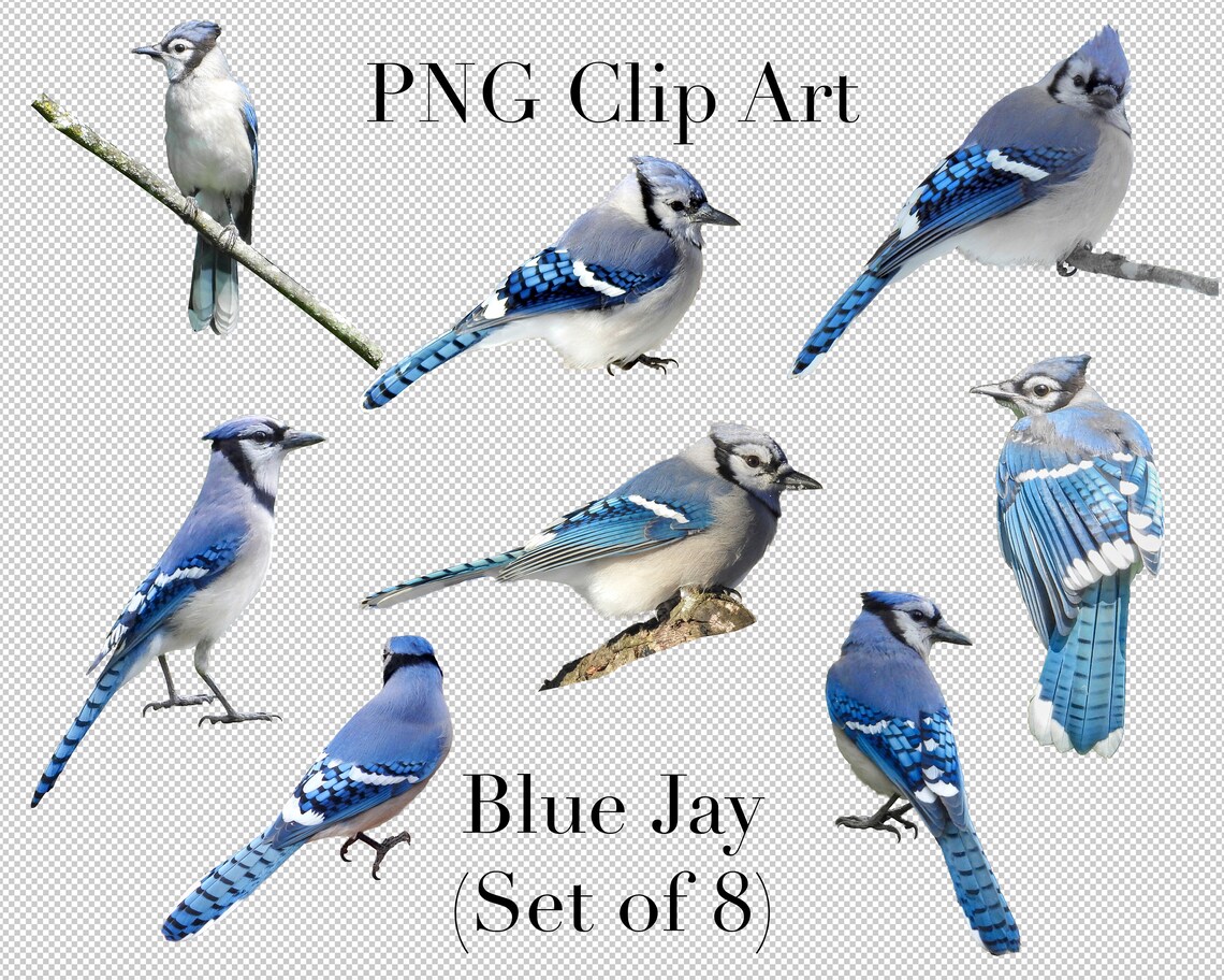 Blue Jay Bird Set of 8 PNG Clipart With Transparent Background | Etsy