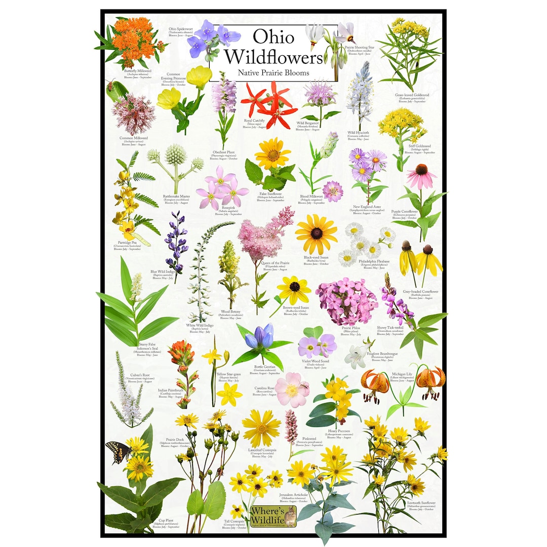 Ohio Wildflowers - Native Prairie Blooms Poster | Ohio's Prairie ...