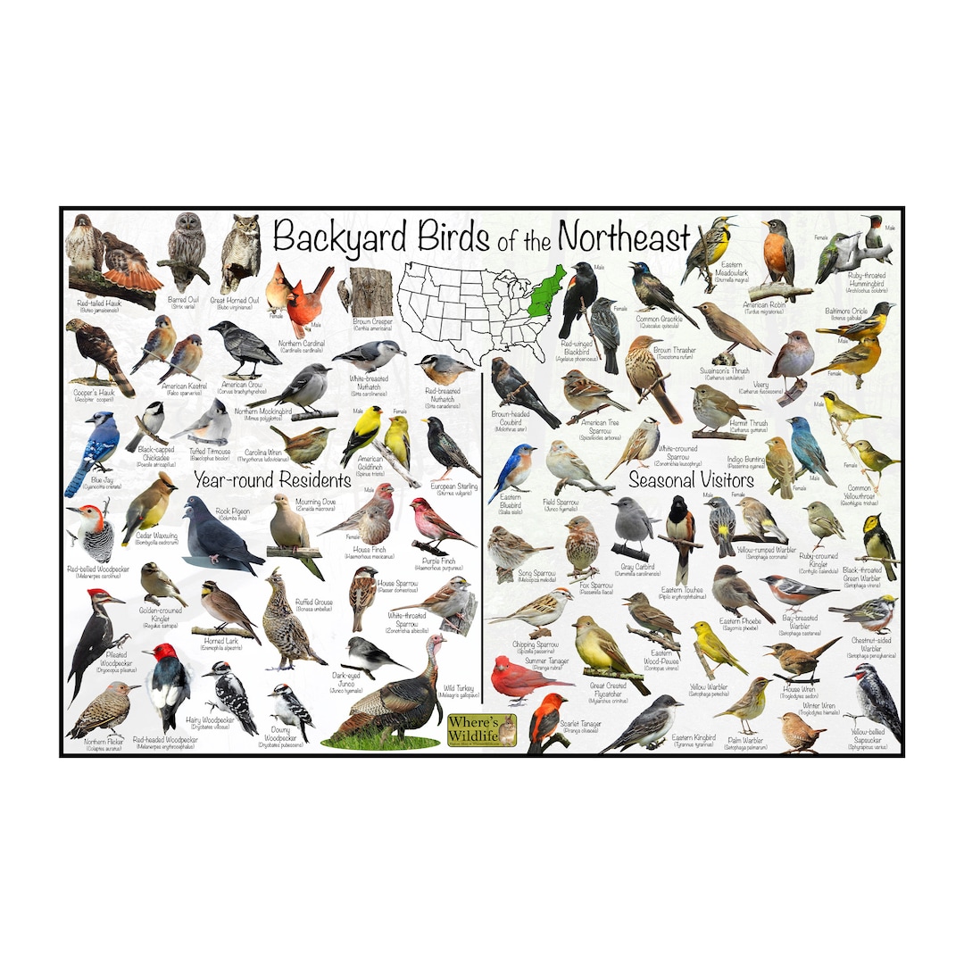 Backyard Birds of the Northeast Bird Identification Poster Divided Into ...