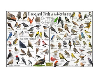 Backyard Birds of the Southeast Bird Identification Poster Divided Into ...