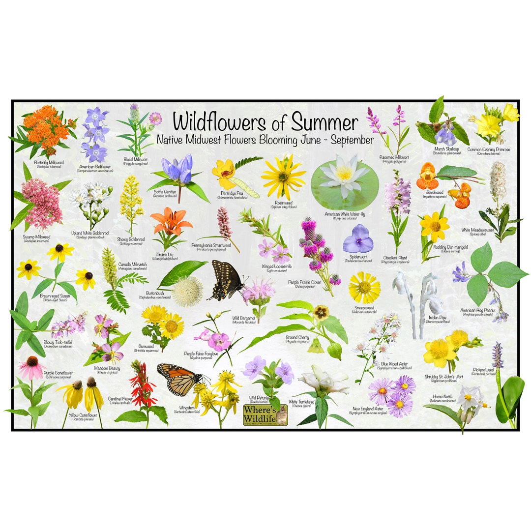 Wildflowers of Summer Flower Identification Poster / Native Midwest ...