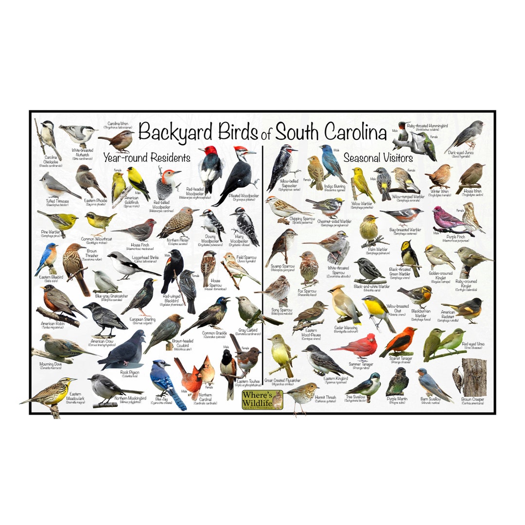 Backyard Birds of South Carolina Bird Identification Poster Divided by ...