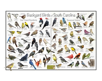 Backyard Birds of Louisiana Bird Identification Poster Divided - Etsy