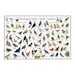 Backyard Birds of South Carolina Bird Identification Poster Divided by ...