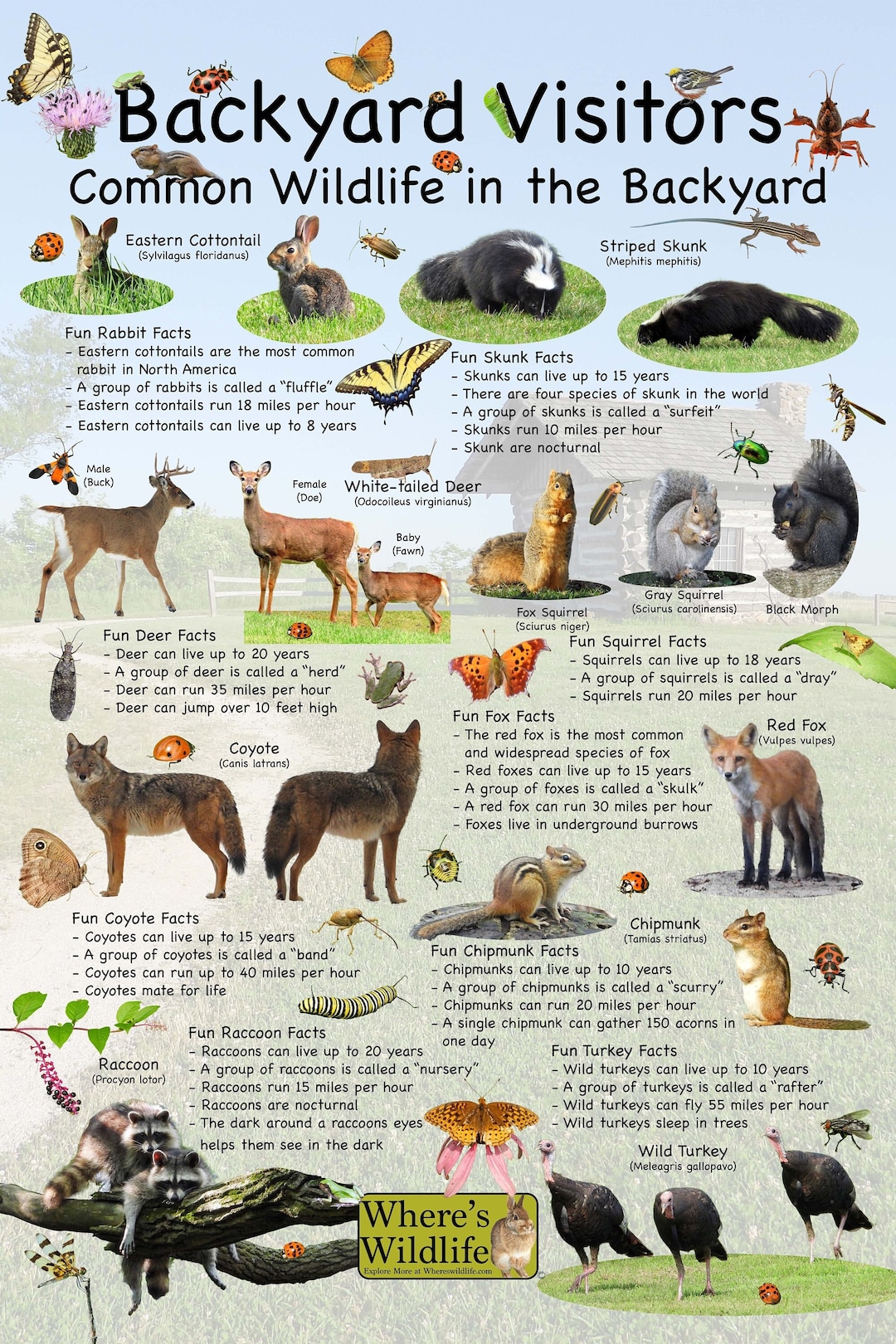 Backyard Visitors Educational Kids Nature Animal Poster Providing Photo ...
