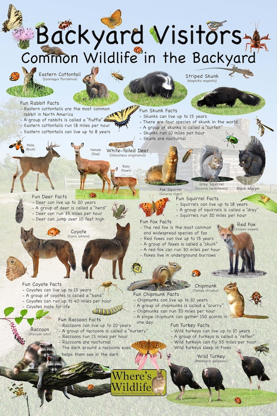 Animals That Live Underground For Kids