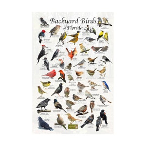 Backyard Birds of Florida Bird Identification Poster Print / Field ...