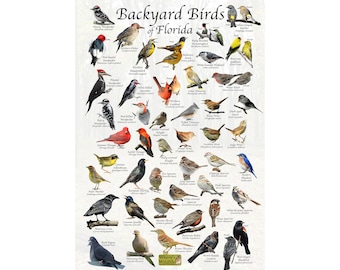Birds of Florida Poster - Etsy