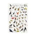 Backyard Birds of Florida Bird Identification Poster Print / Field ...