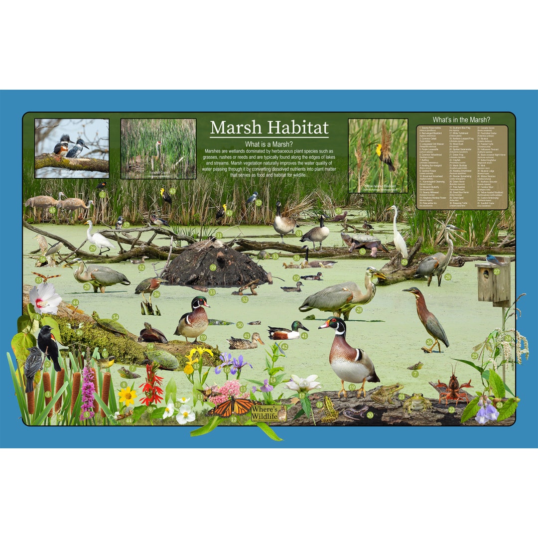 Marsh Habitat Wetland Educational Nature Poster / Fun Kids Wildlife ...