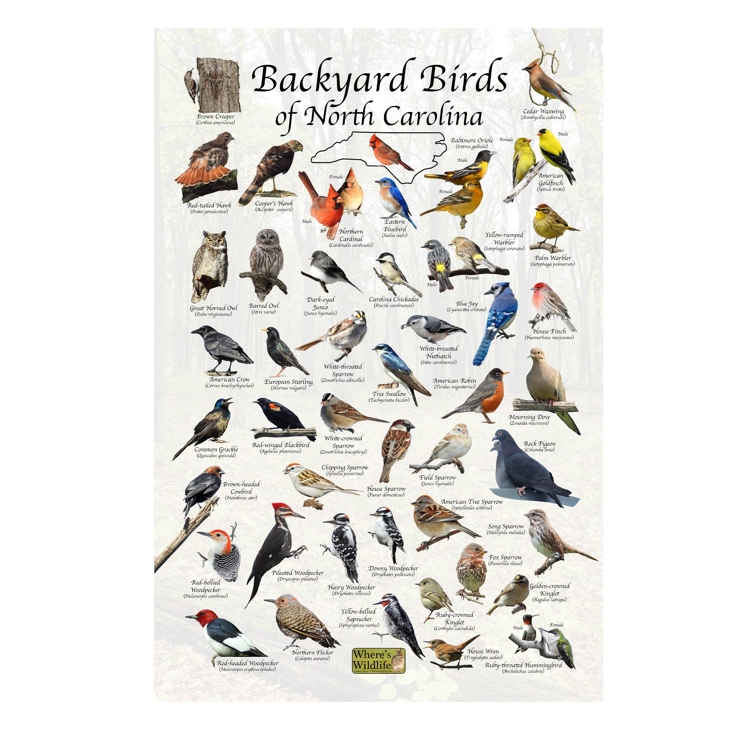 Birds of North Carolina Backyard Birding Identification Picture Print/ Field Guide to Common ...