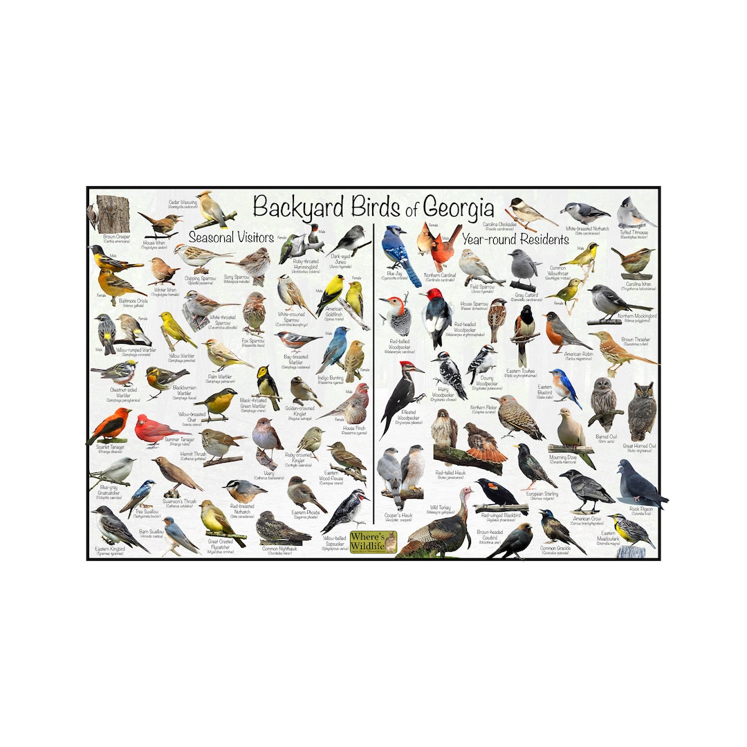 Backyard Birds of Georgia Bird Identification Poster Divided Into Year ...