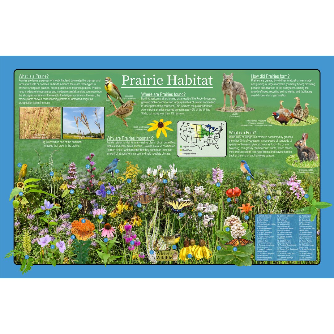 Prairie Habitat Educational Nature Poster / Fun Kids Wildlife Poster ...