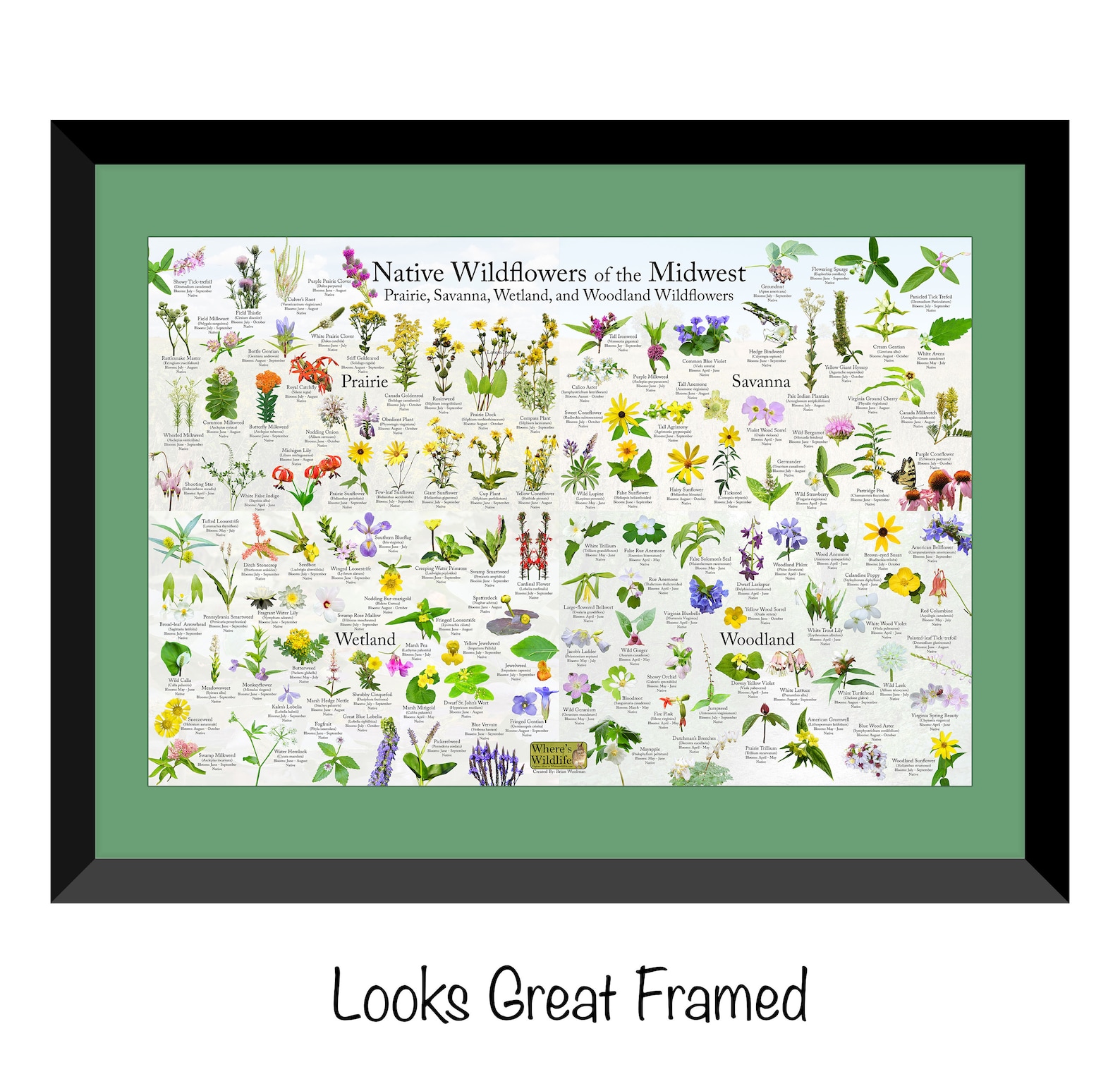 Native Wildflowers of the Midwest / Plant and Flower - Etsy