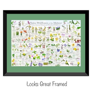 Native Wildflowers of the Midwest / Plant and Flower Identification ...