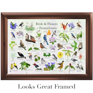 Birds and Flowers of Pennsylvania Poster / State Flower & Bird Guide ...