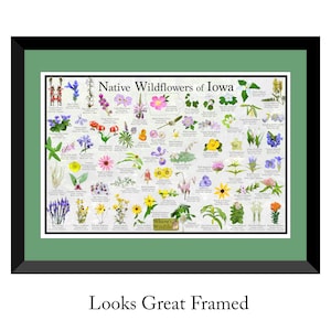 Native Wildflowers of Iowa / State Flower Field Guide Poster Providing ...