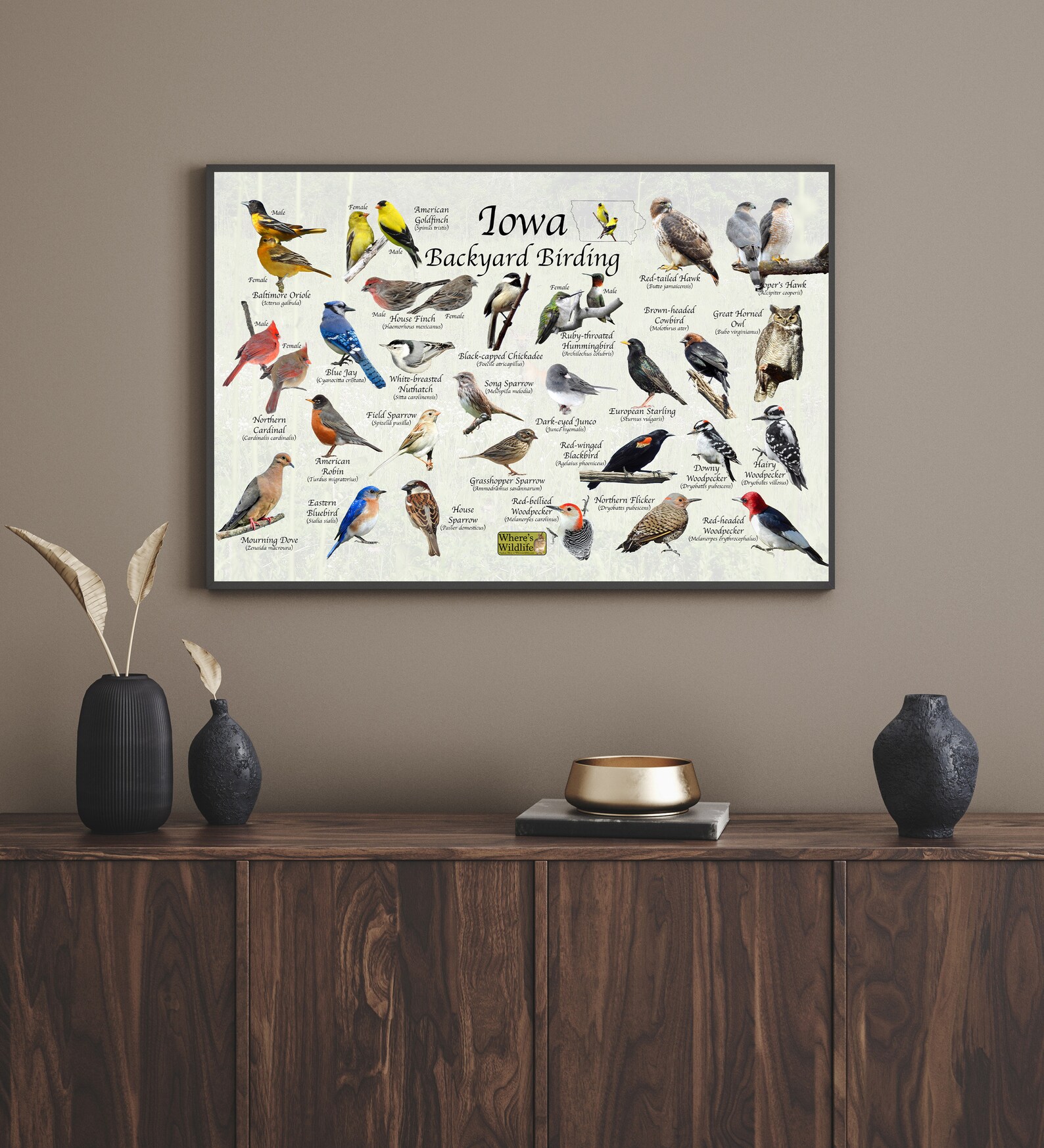 Birds of Iowa Backyard Birding Identification Picture Print / Great ...
