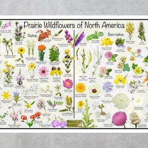Prairie Wildflowers of North America / Flower Field Guide Poster ...