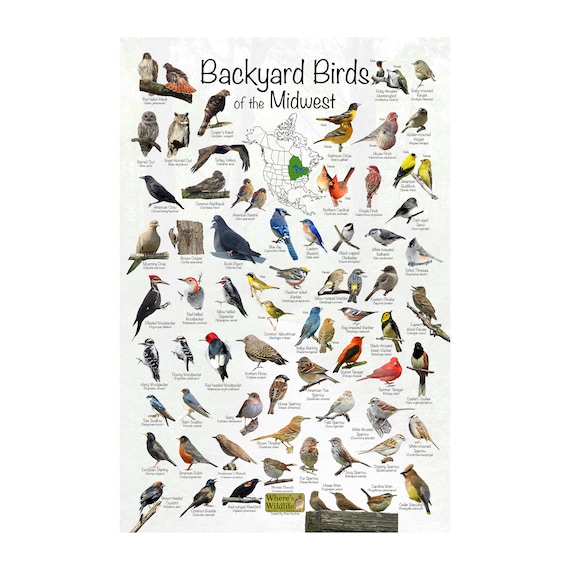Backyard Birds of the Midwest Region North America Bird - Etsy